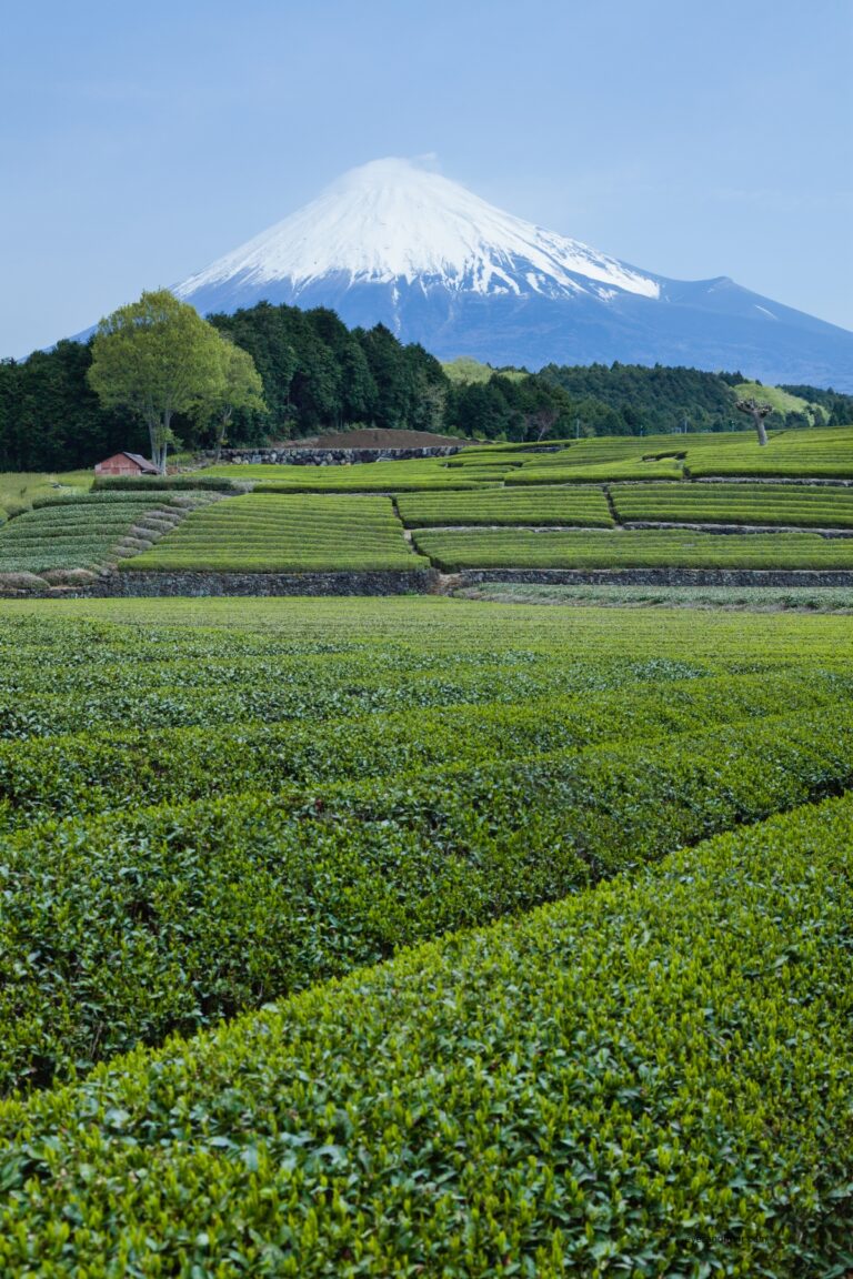 A Guide to The Different Types of Japanese Green Tea - eyes and hour
